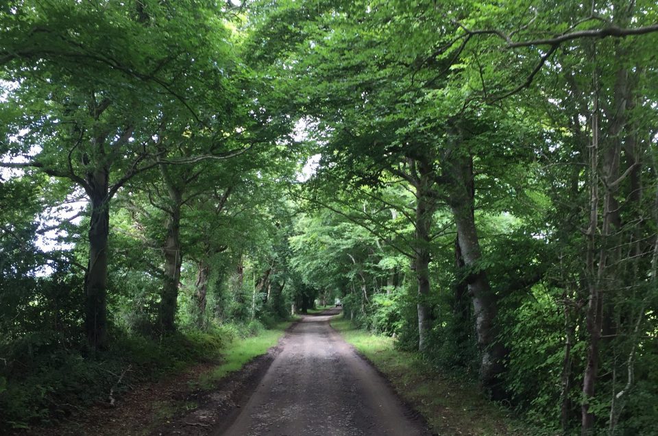 Woodland Conservation – Cherryvalley Estate – Northern Ireland