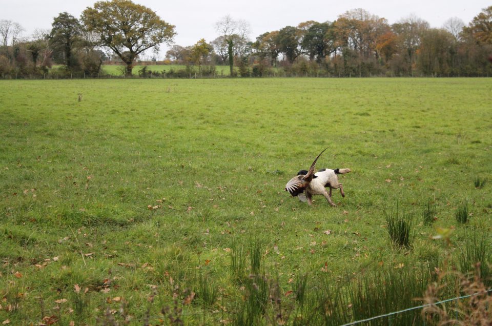 Gun Dog Trial – Cherryvalley Estate – Northern Ireland